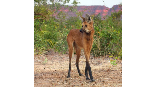 Nadir Bulunan Hayvanlar